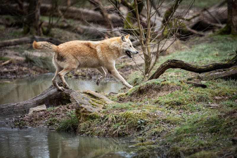 Timberwolf Running in the Forest Stock Photo - Image of looking, mammal ...
