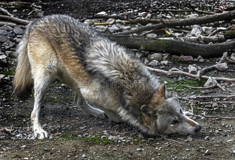 Timberwolf 12 stockbild. Bild von horde, stein, geschöpf - 173927569