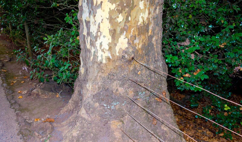 Wires through tree stock photo. Image of tenacity, wire - 102082744
