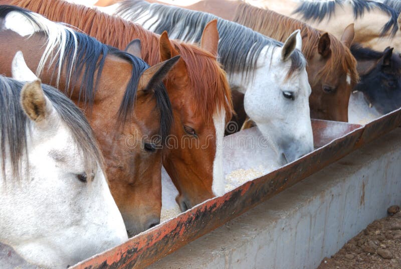 Time of feeding stock photo. Image of farm, animal, equine - 12852866