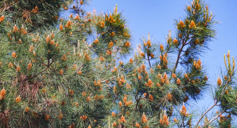 Pine flower buds stock photo. Image of natural, wood - 247778036