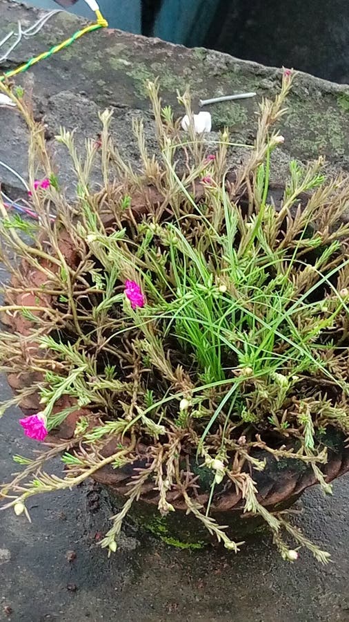 Time flower stock photo. Image of time, sand, flower - 122203074