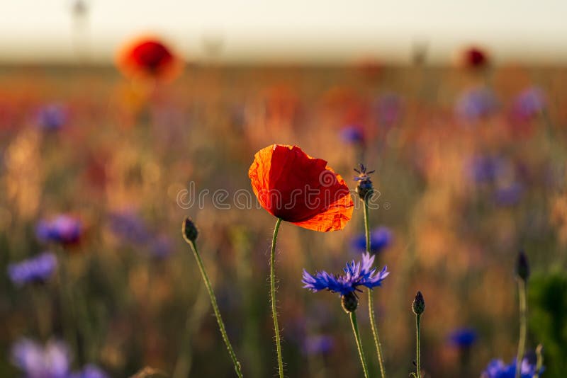 Time of flowering poppy. stock photo. Image of land - 303578676