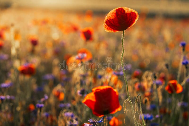 Time of flowering poppy. stock image. Image of wildflower - 303578683