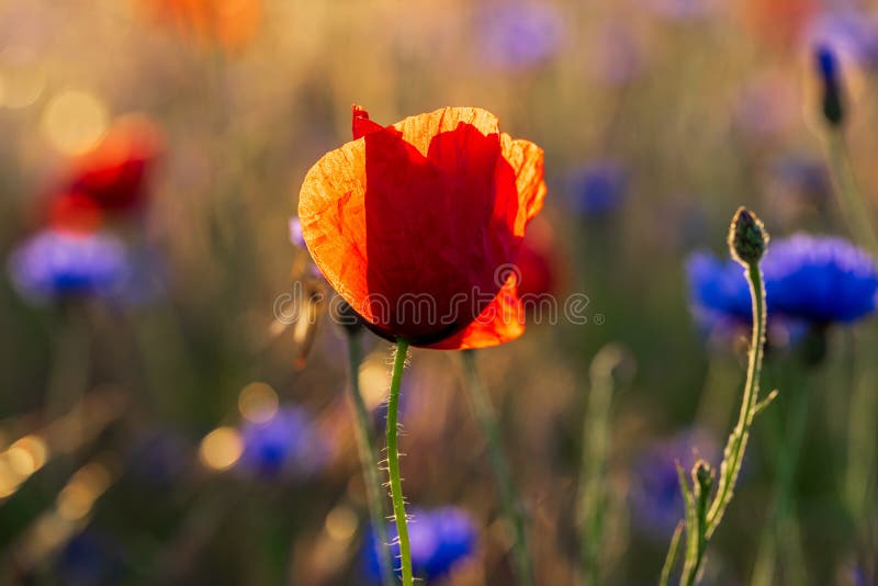 Time of flowering poppy. stock photo. Image of tranquil - 303578708