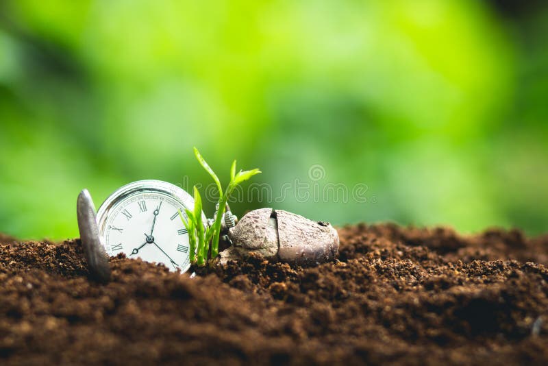 Time Growth Seed Planting Seeds Protect Sapling Sapodilla Tree Stock ...