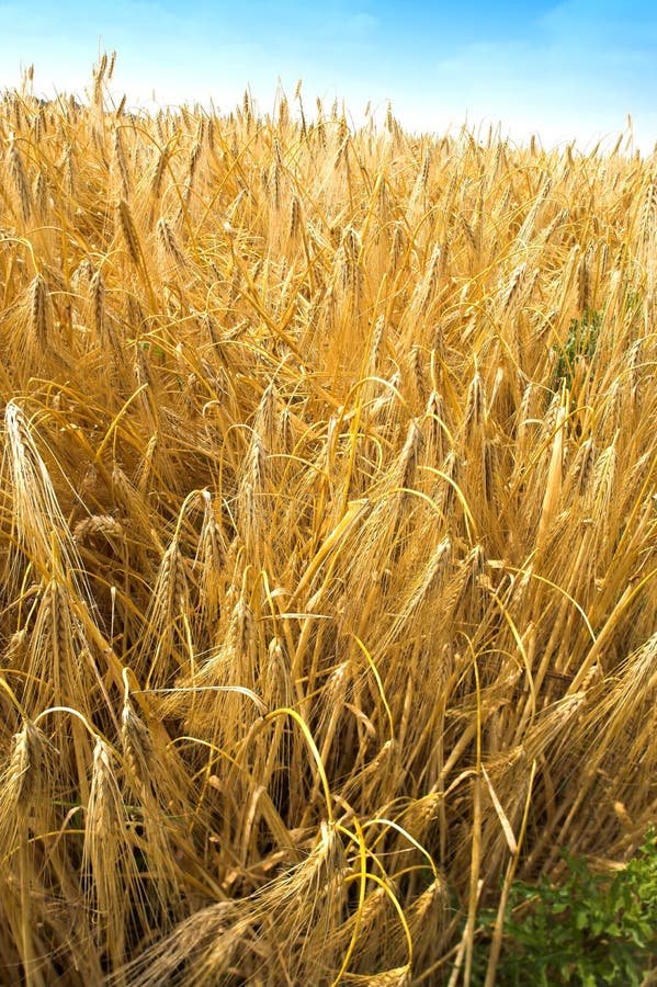 Time for harvest stock photo. Image of nature, field, plant - 1636814