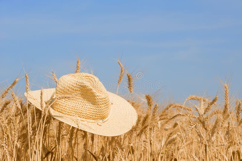 Time for harvest stock image. Image of agriculture, barley - 9651827