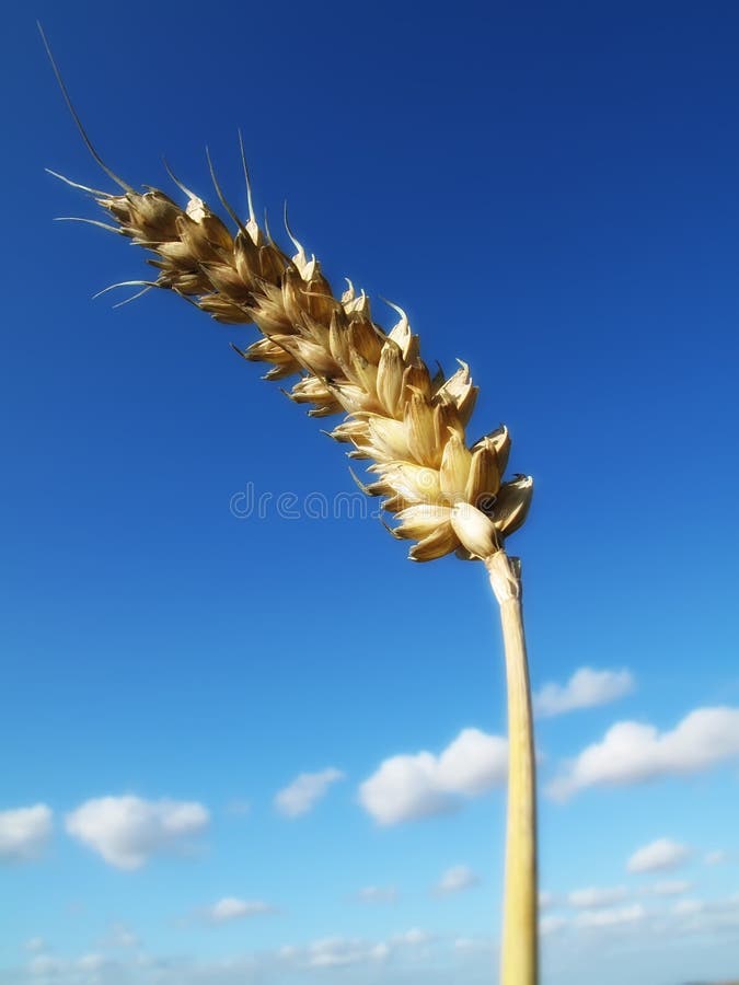 Time for Harvest - Blue and Yellow, Sunny Day. Stock Image - Image of ...