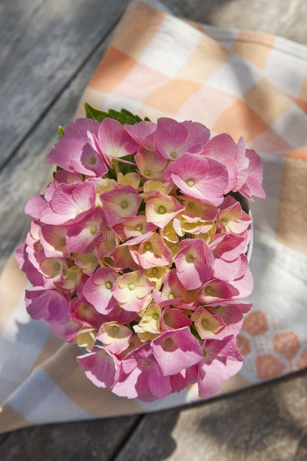 Time of hydrangeas stock image. Image of flower, freshness - 41134209
