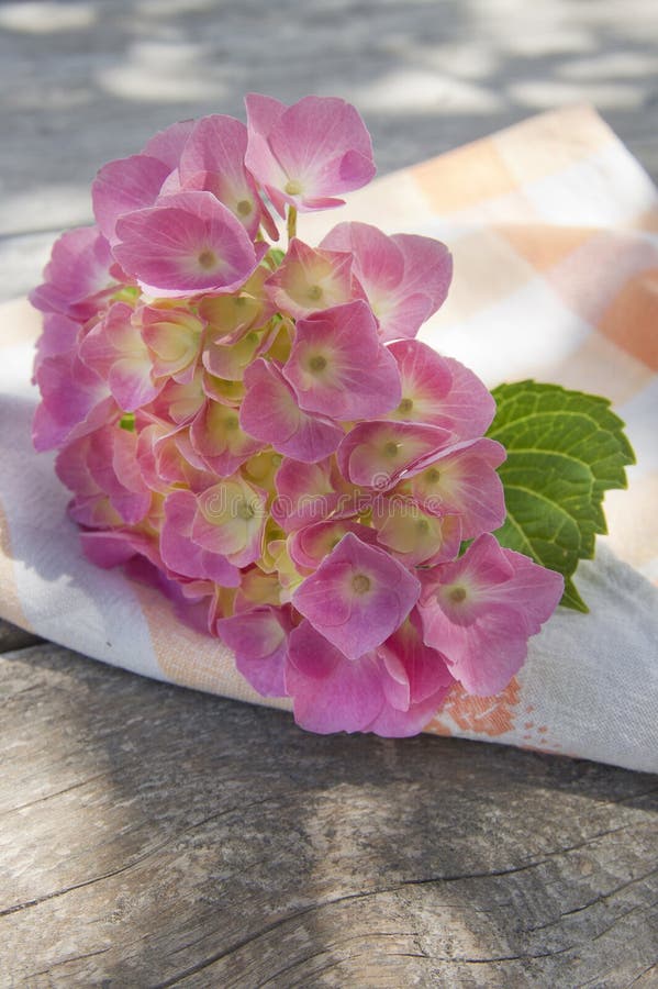 Time of hydrangeas stock image. Image of beauty, rustic - 41134517