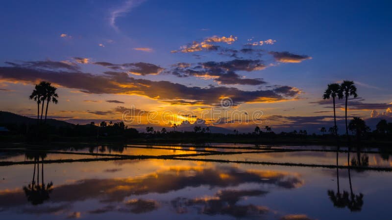 Beautiful Sunrice Stock Footage & Videos - 64 Stock Videos