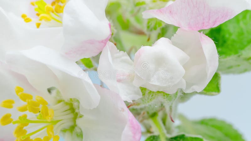 Time Lapse of Blooming Apple Flowers on Blue Stock Footage - Video of ...
