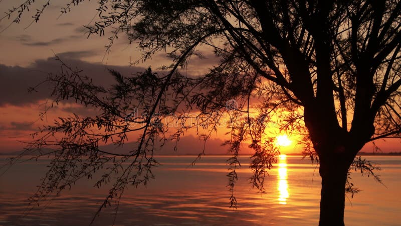 Calm Ocean and a Tree at Sunset Stock Footage - Video of digger ...