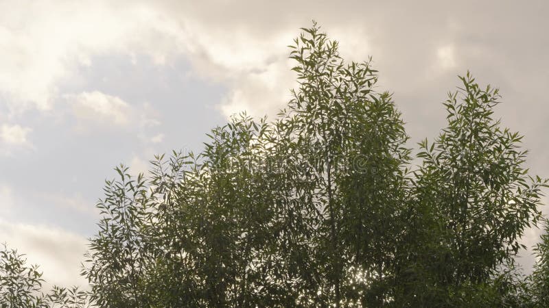 Time Lapse of Clouds Motion and Sun Rays Behind Tree Branches Moving ...