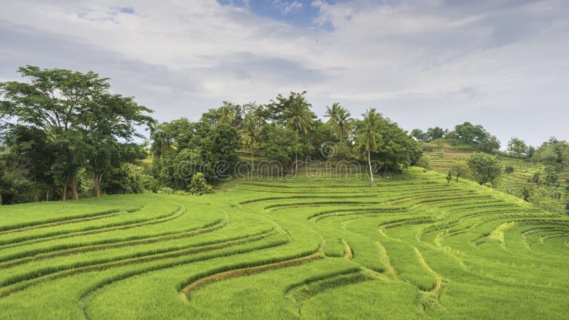 Time Lapse Cloudy Over the Terraced Rice Fields in the Morning Stock ...