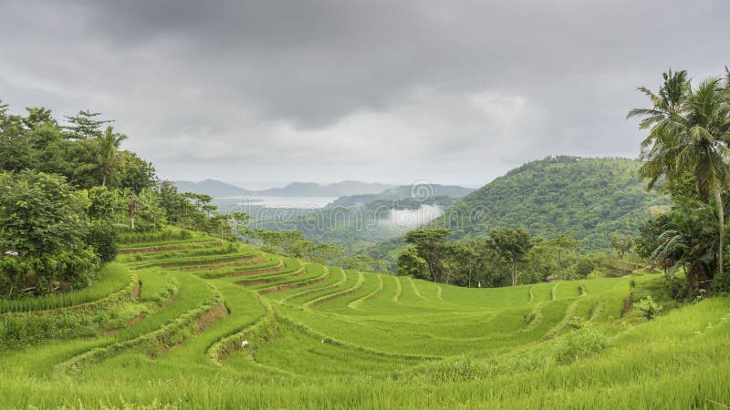 Time Lapse Cloudy Over the Terraced Rice Fields in the Morning Stock ...