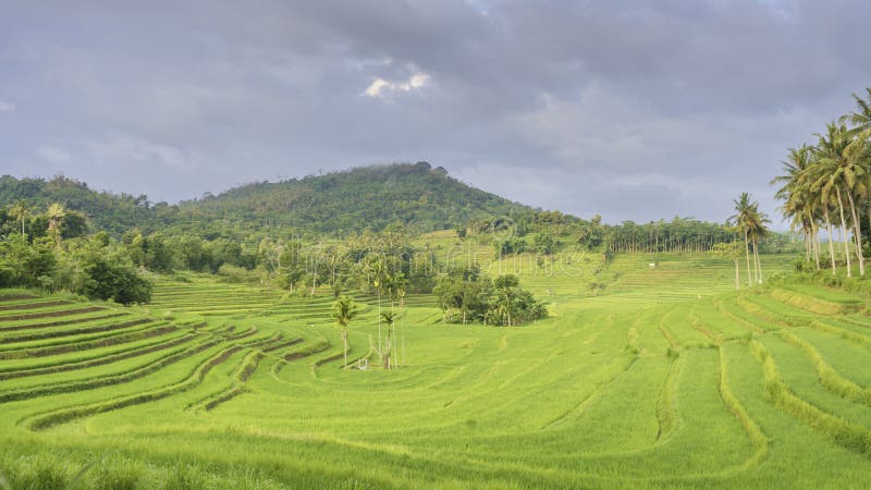 Time Lapse Cloudy Over the Terraced Rice Fields in the Morning Stock ...