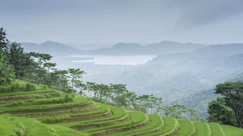 Time Lapse Cloudy Over the Terraced Rice Fields in the Morning Stock ...