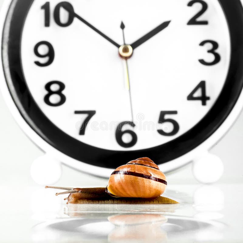Time Lapse Concept - Snail and Clock Isolated on White Stock Image ...