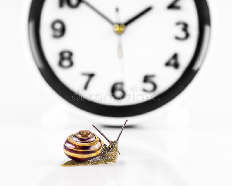 Time Lapse Concept - Snail and Clock Isolated on White Stock Image ...