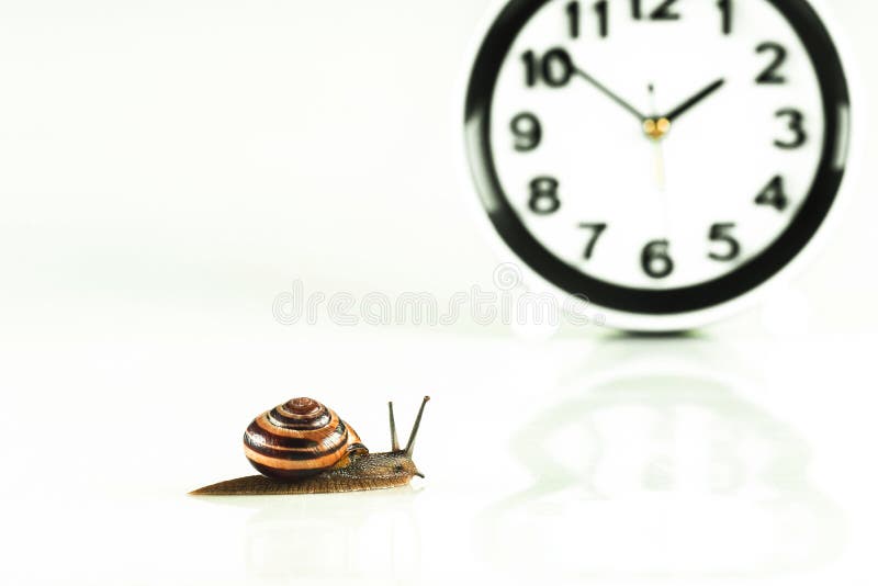 Time Lapse Concept - Snail and Clock Isolated on White Stock Image ...