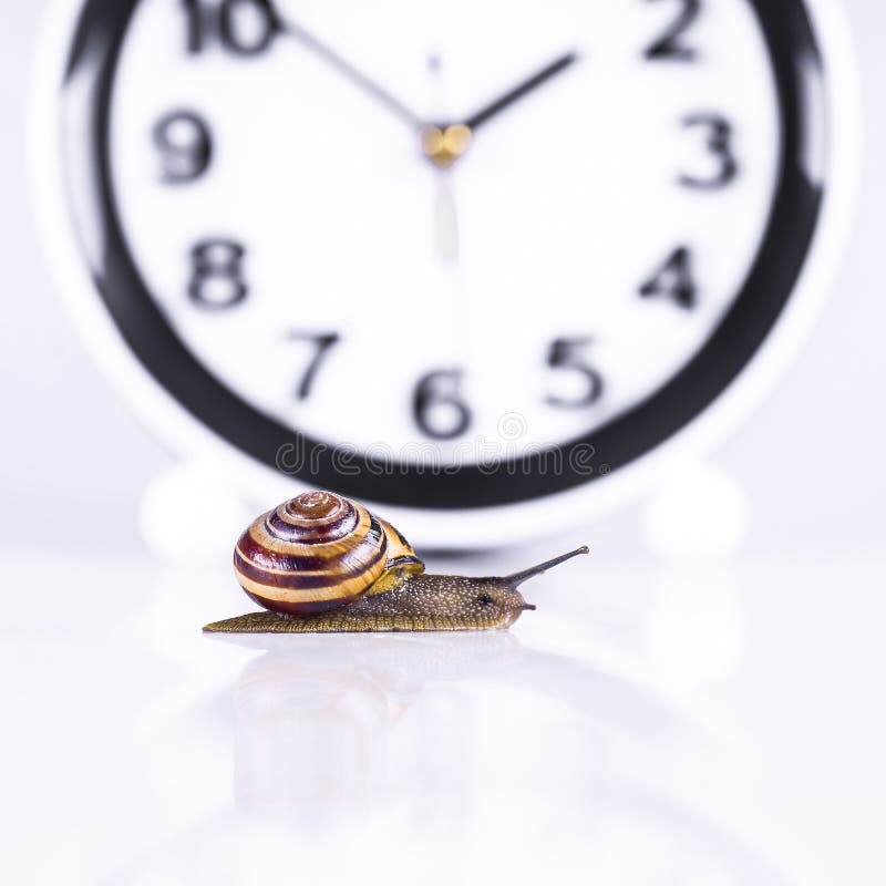 Time Lapse Concept - Snail And Clock Isolated On White Stock Image ...