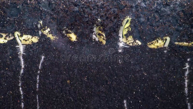 Time-lapse of Cucumber Root System Growth in Soil, Showcasing Early ...