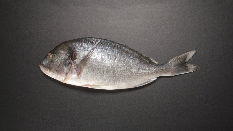 Dorade, Fish stock photo. Image of fish, seabream, nutrition - 1468692