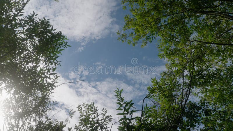 Time Lapse Footage of the Light Wind Moving the Green Leaves and ...