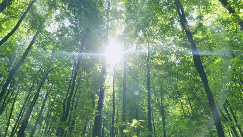 Green Deciduous Trees. Beautiful Nature Green Landscape. Time Lapse ...