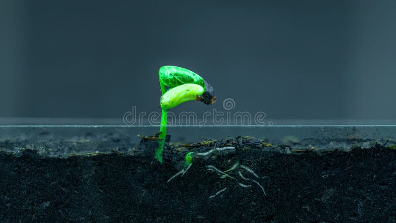 Time-lapse 4k of Growing .Germination is the Process by Which Organism ...