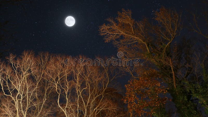 Time Lapse Moon Fall Trees Stars Stock Footage - Video of ghostly ...