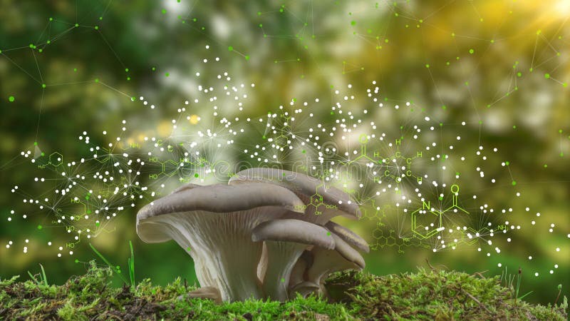 Time Lapse of Mushroom Growth on Forest Landscape Background with ...