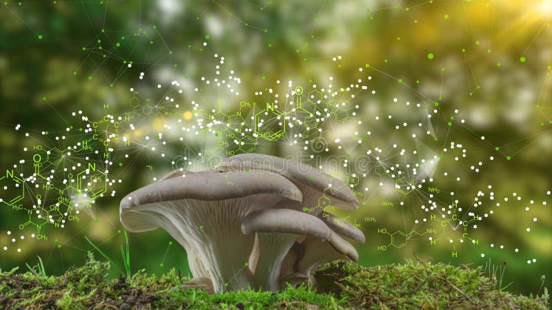 Time Lapse of Mushroom Growth on Forest Landscape Background with ...