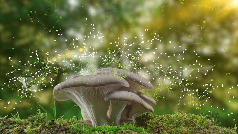 Time Lapse of Mushroom Growth on Forest Landscape Background with ...
