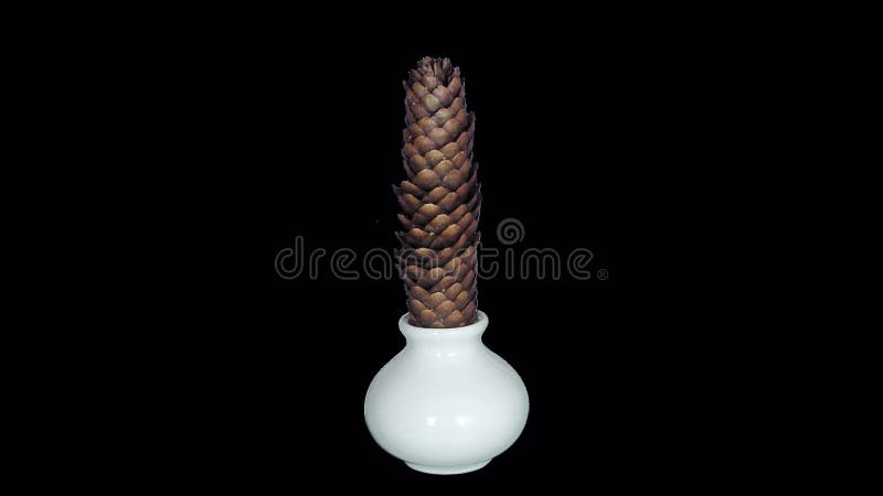 Time-lapse of Opening Pine Cone with Alpha Channel Stock Footage ...