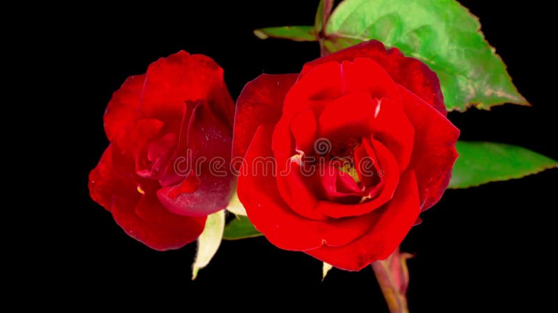 Time Lapse of Opening Red Rose Flower Stock Video - Video of coral ...