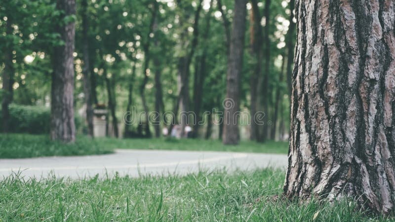 Time Lapse. People Walking on Sidewalk between Trees in Park. Stock ...