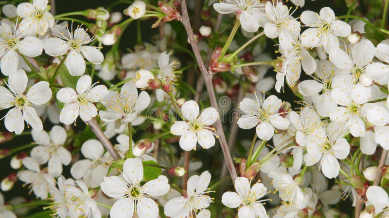 Problem of Soil, Air, and Environment Pollution. Blooming Cherry Twig ...