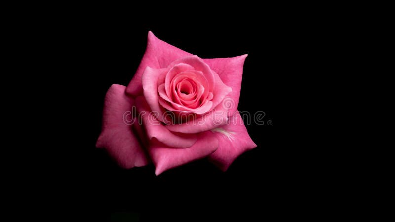 Time Lapse Rose. Close Up of a Rose Blooming Stock Footage - Video of ...
