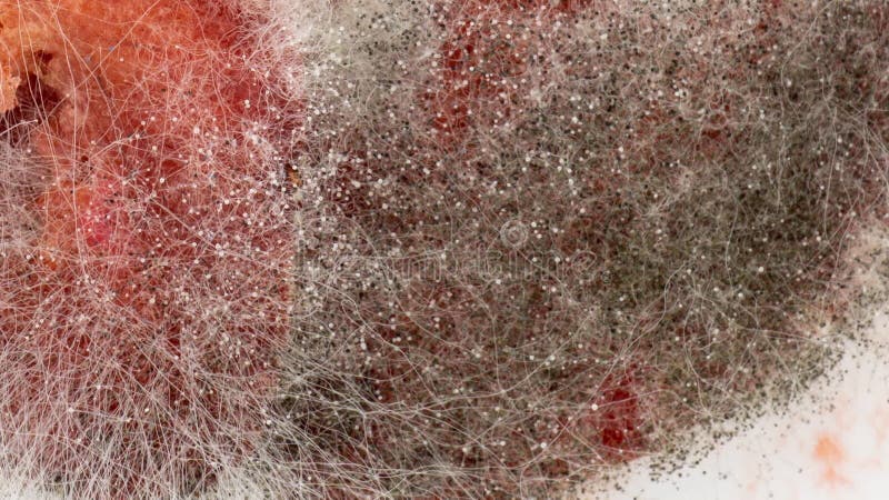 Time Lapse of Rotting Crushed Strawberries and the Development of Mold ...