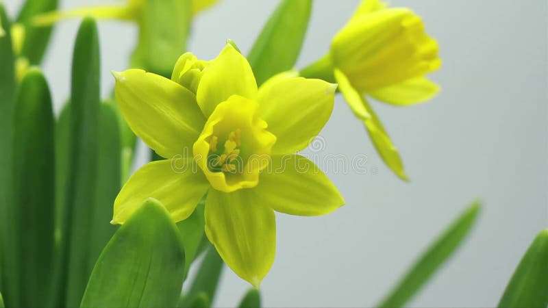 Time Lapse of Single Daffodil Blooming Stock Video - Video of blooming ...