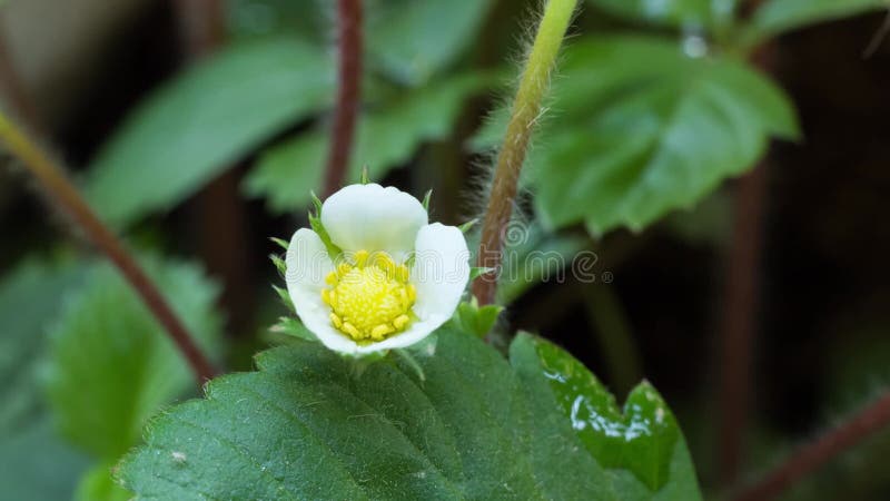 Time-lapse Strawberry Plant Flower Opening Stock Footage - Video of ...