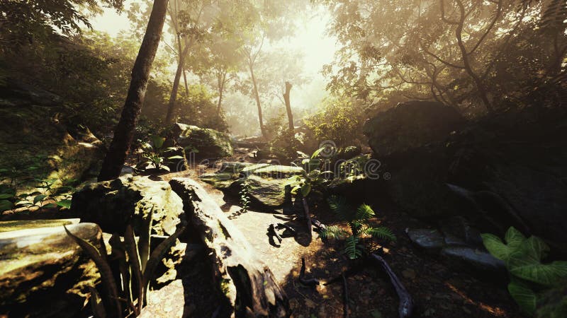 Time Lapse of a Tropical Jungle in the Mountains of Puerto Rico Stock ...