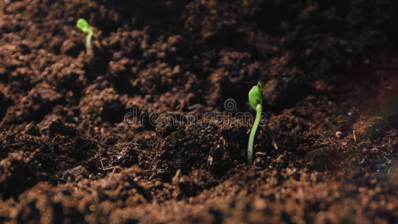 Time-Lapse Visual Narrative of Agricultural Processes, Documenting ...