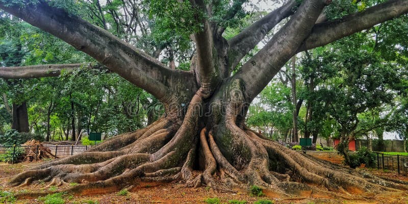 Time Makes Every Bonds Stronger Stock Image - Image of conserve, bonds ...