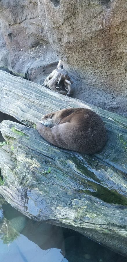 Time for a nap stock image. Image of tree, bird, water - 191751515