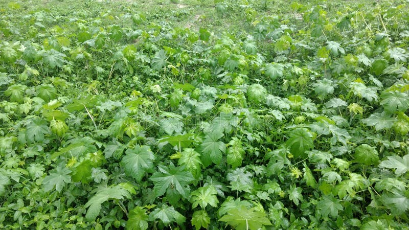 Redi Leef Stock Photos - Free & Royalty-Free Stock Photos from Dreamstime