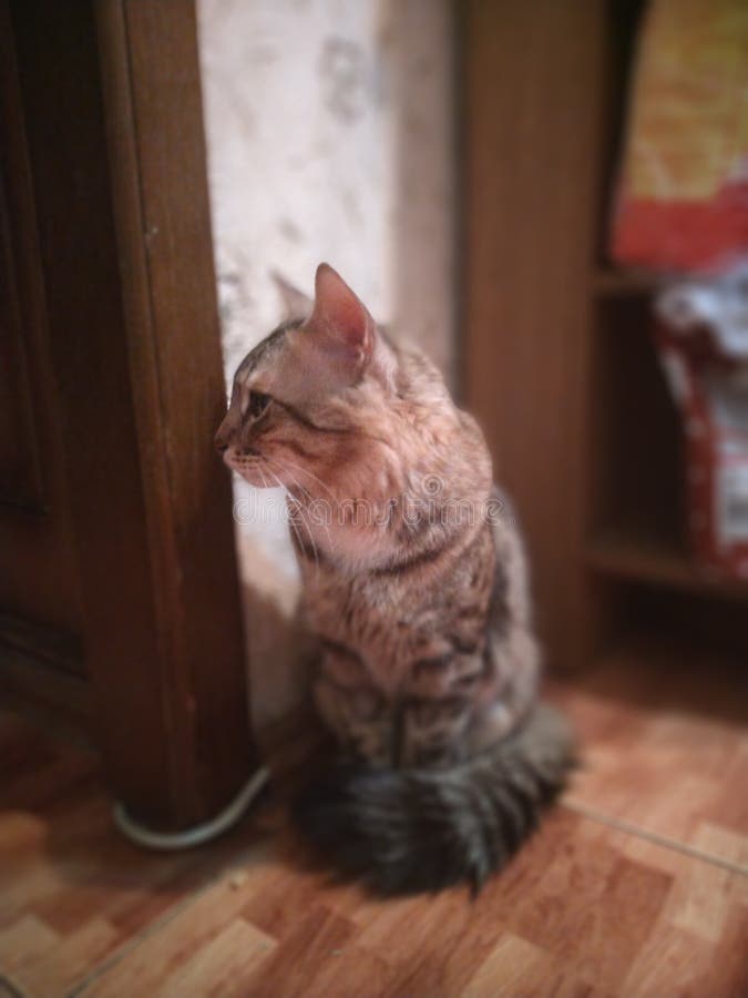 Time Spent with My Cat is Never a Waste Stock Image - Image of never ...